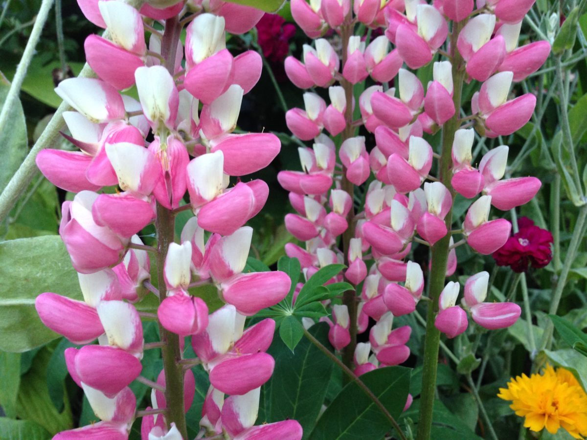 Have An Outrageous Weekend! - Cactus Cancer Society