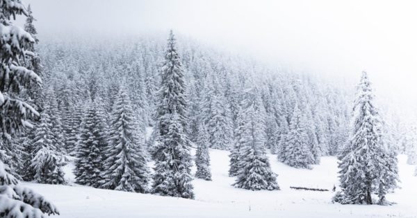 Write Now With Jean Rowe: Wonder - Cactus Cancer Society