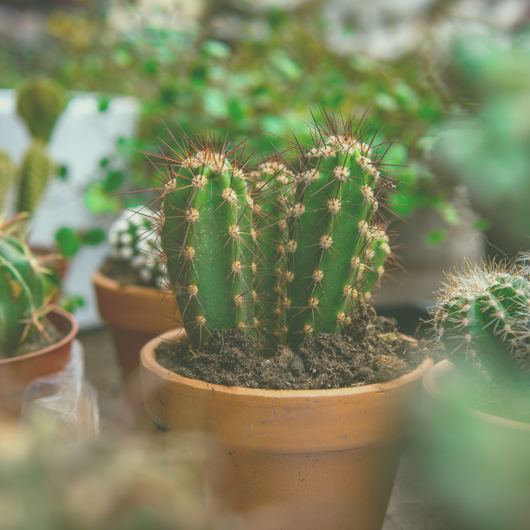 Ways to Give - Cactus Cancer Society