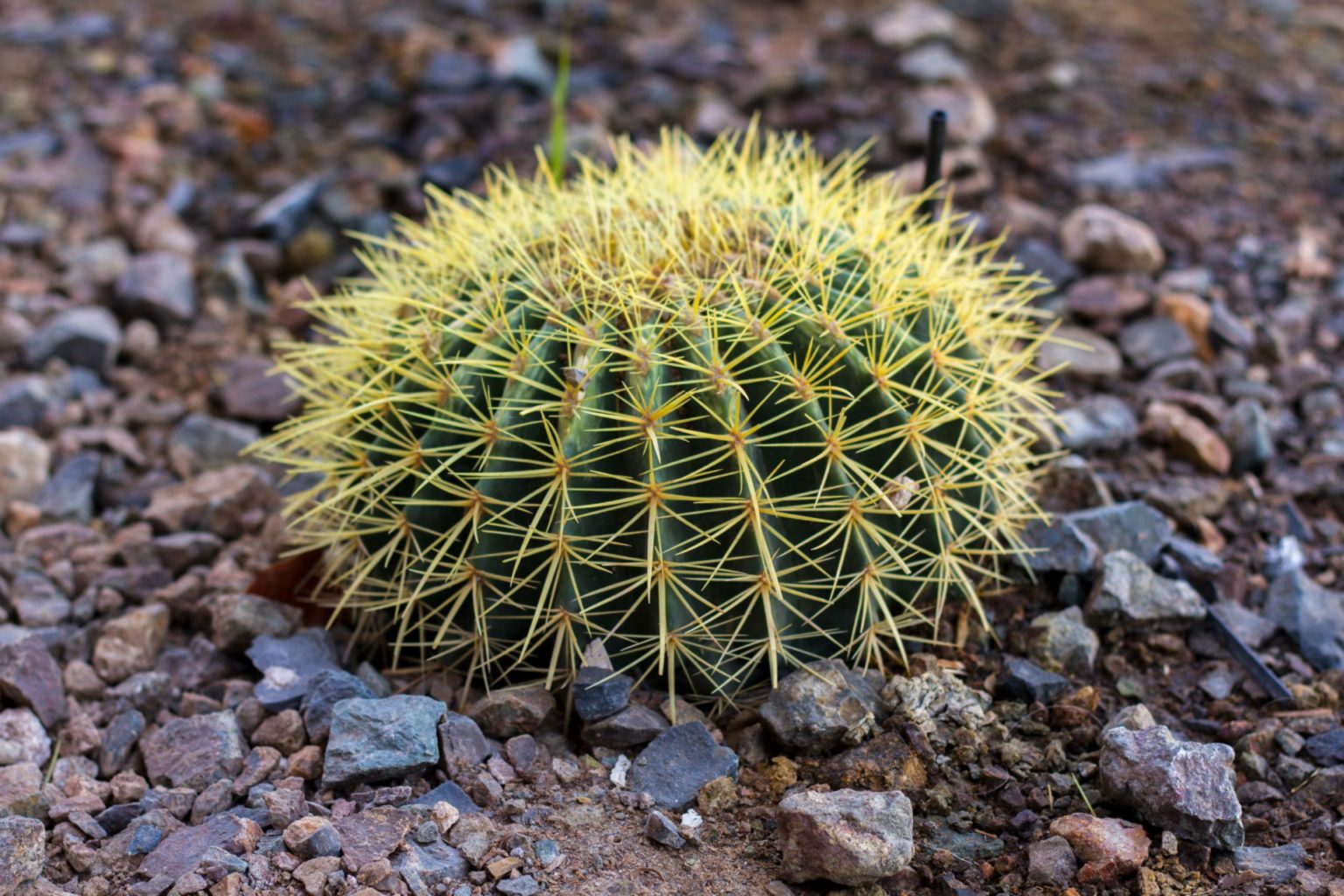 You Rock: Join Us for a Cactus Rock Garden Workshop! - Cactus Cancer ...